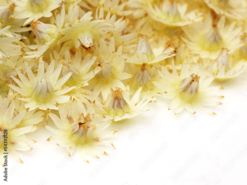 Mimusops elengi or Bokul flower of Indian subcontinent Stock Photo ...