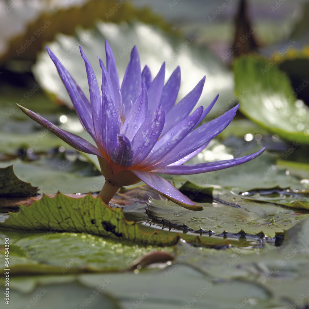 Violet water lily Stock Photo | Adobe Stock