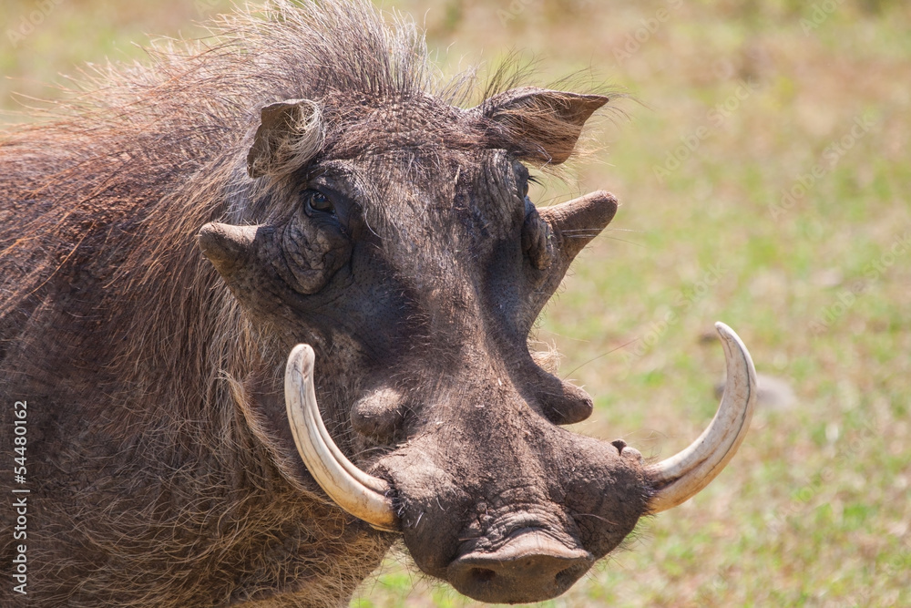 Warthog with big tusks and hairy face close-up Stock Photo | Adobe Stock