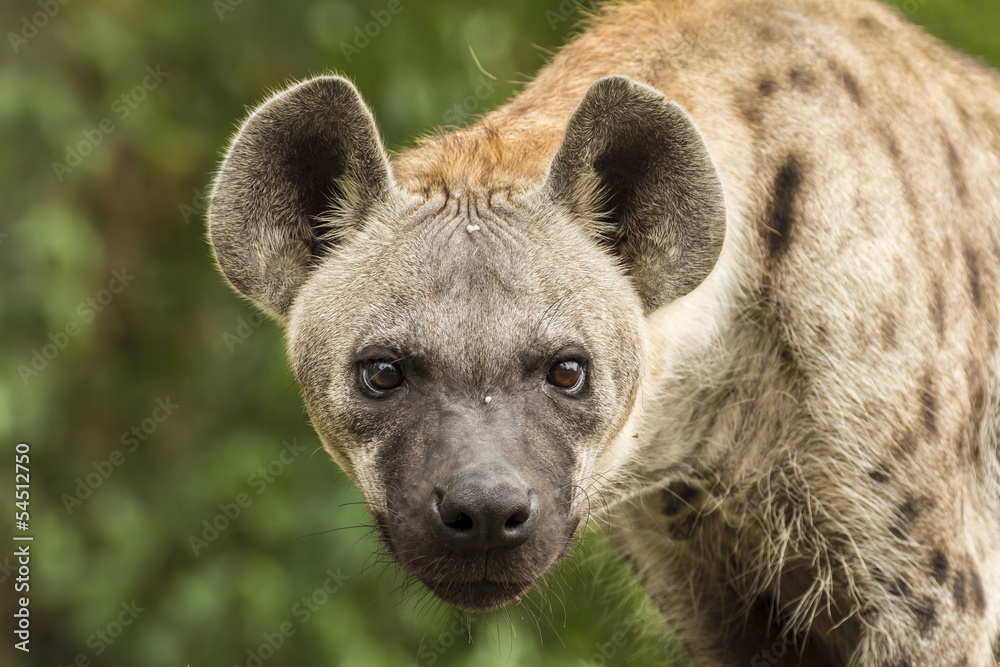Spotted Hyena in the wild Stock Photo | Adobe Stock