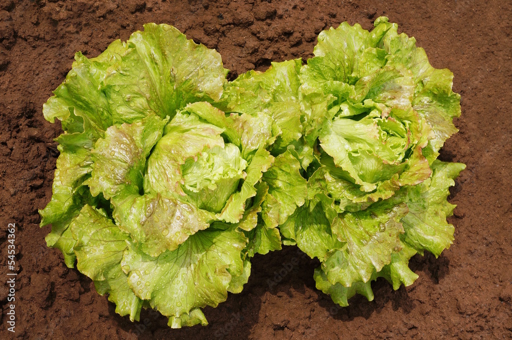 Taufrischer Batavia Salat im Biogarten Stock Photo | Adobe Stock