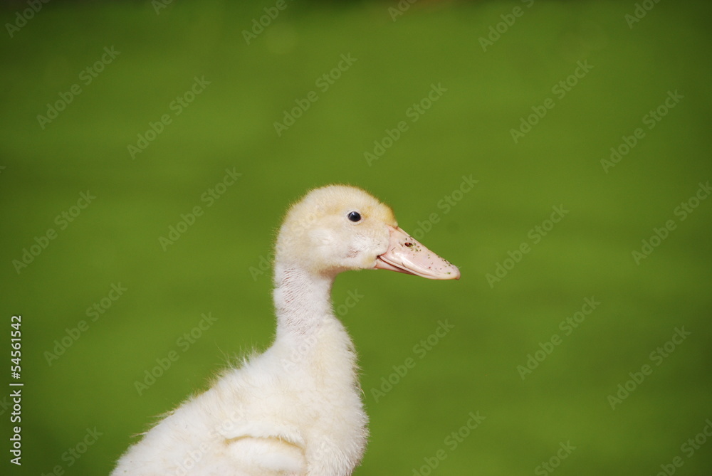 canard mulard Photos | Adobe Stock