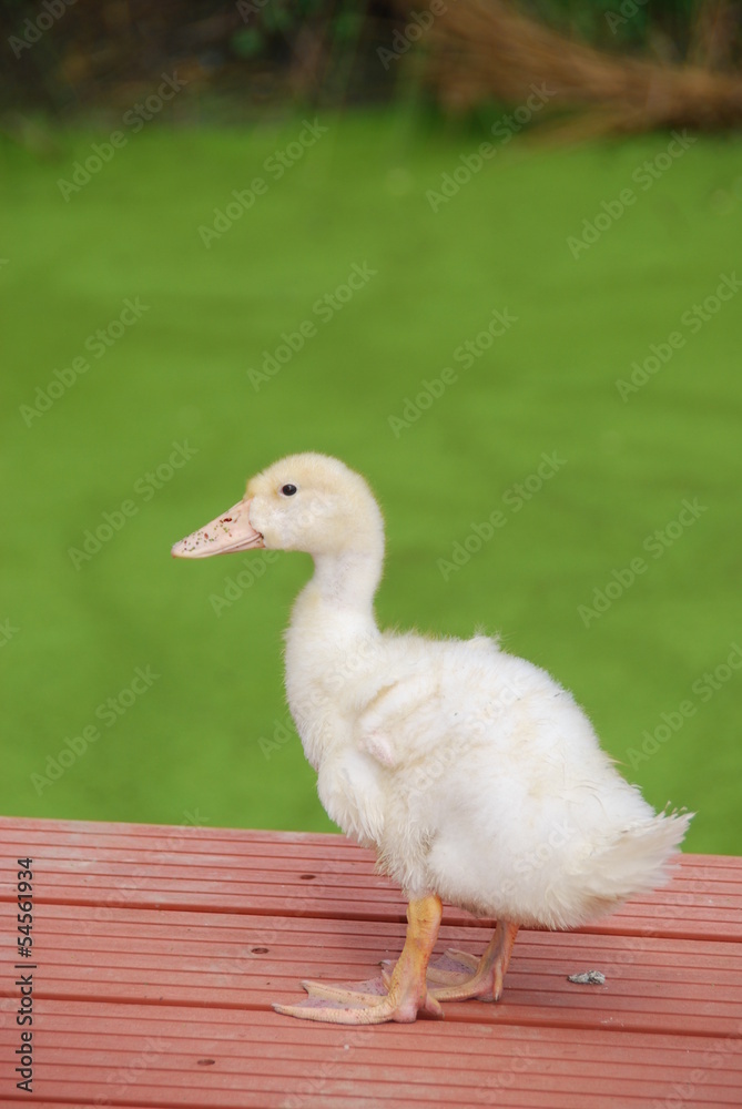 canard mulard Stock Photo | Adobe Stock