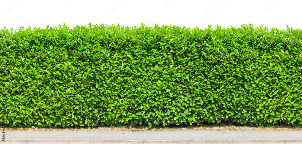 Tall hedge isolated Stock Photo | Adobe Stock