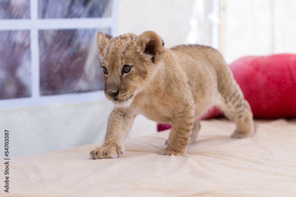 Cute little lion cub Stock Photo | Adobe Stock