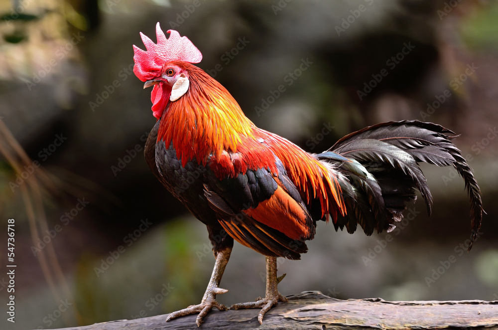 Red Junglefowl Stock Photo | Adobe Stock
