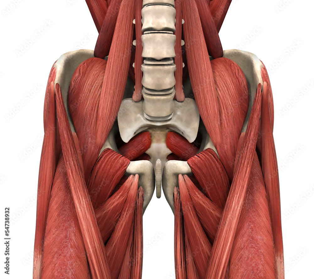 Poster Psoas Muscles – Wall Art | UkPosters