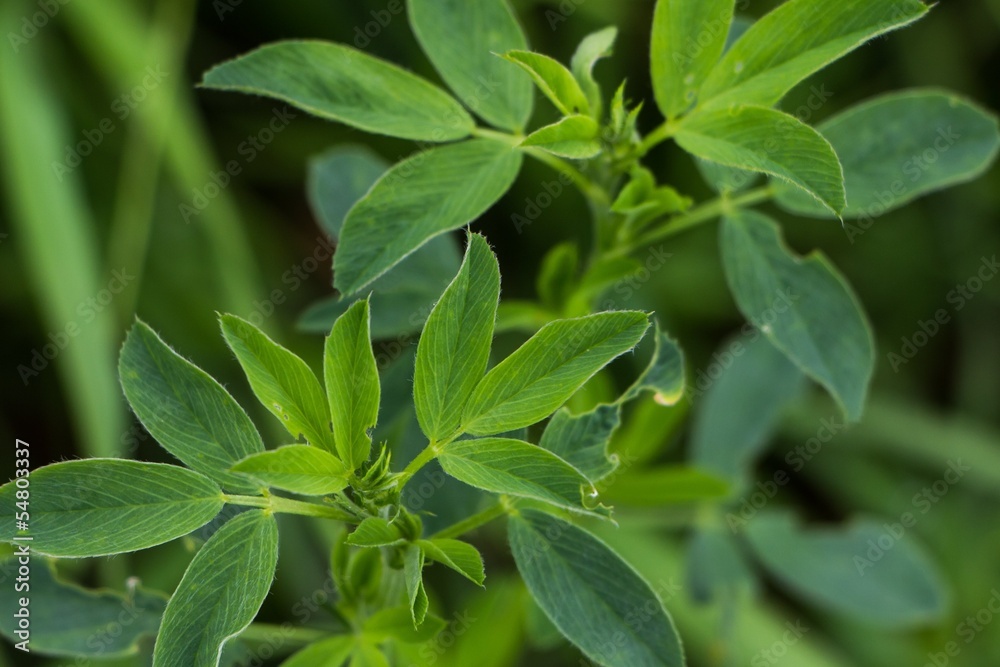 Lucerne plant close-up Stock Photo | Adobe Stock