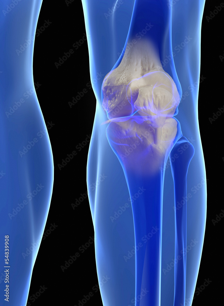Human knee anatomy Stock Illustration | Adobe Stock