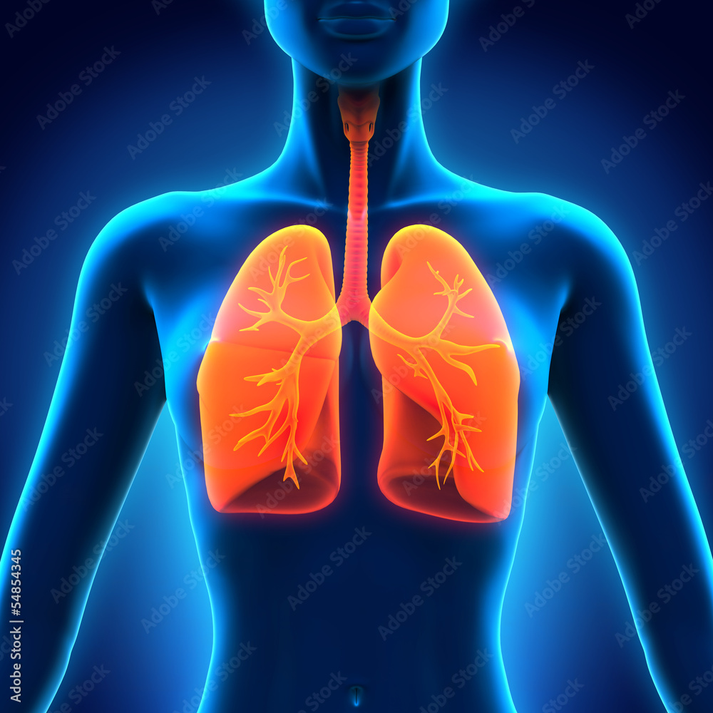 Female Anatomy of Human Respiratory System Stock Illustration | Adobe Stock