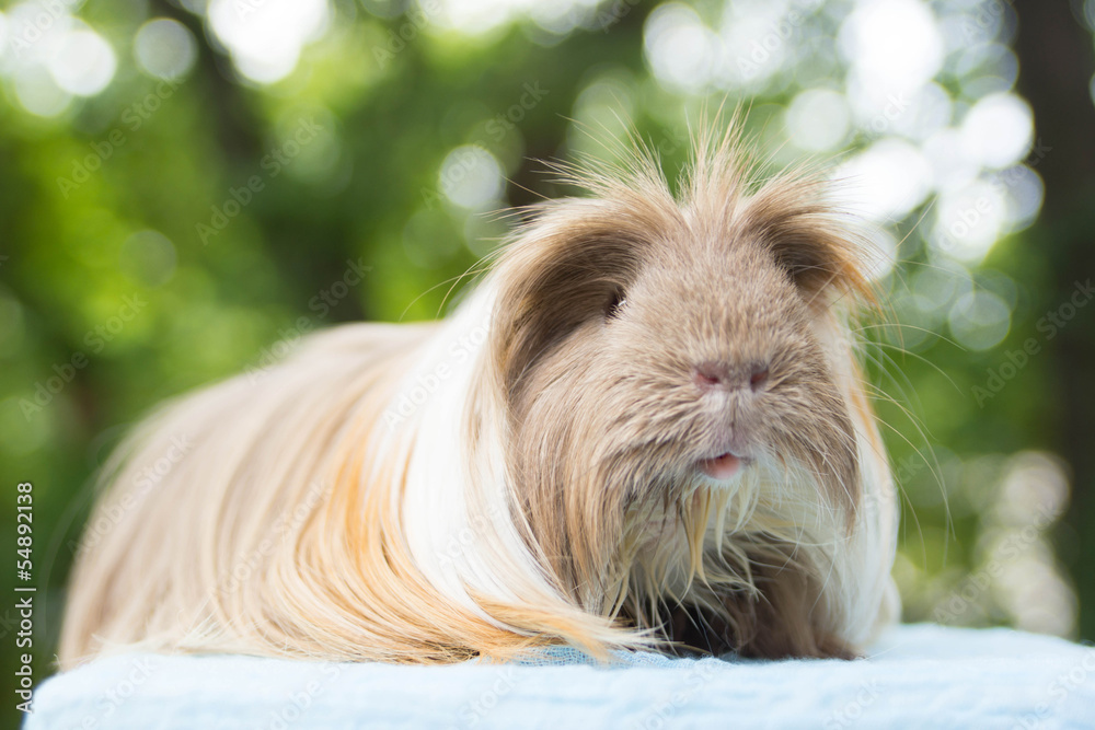 cobaye de race shelty Stock Photo | Adobe Stock