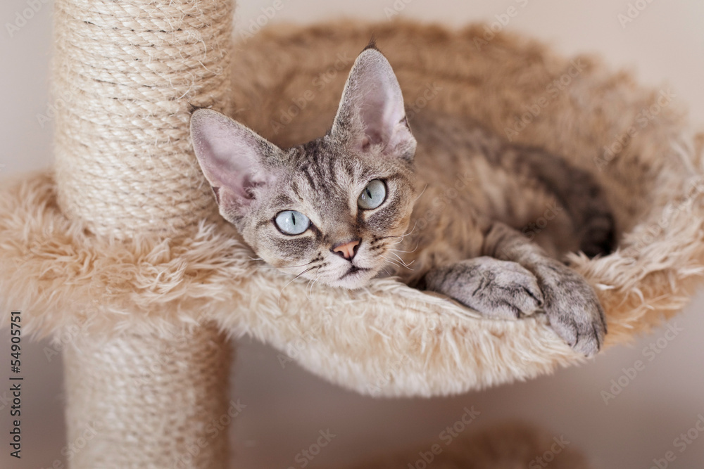 Beautiful tabby Devon Rex female young cat is laying on hammock nest on ...