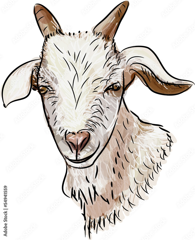 Ziege gemalt Stock-Vektorgrafik | Adobe Stock