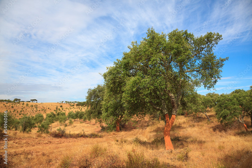 Cork tree newly stripped from cork shell Stock Photo | Adobe Stock