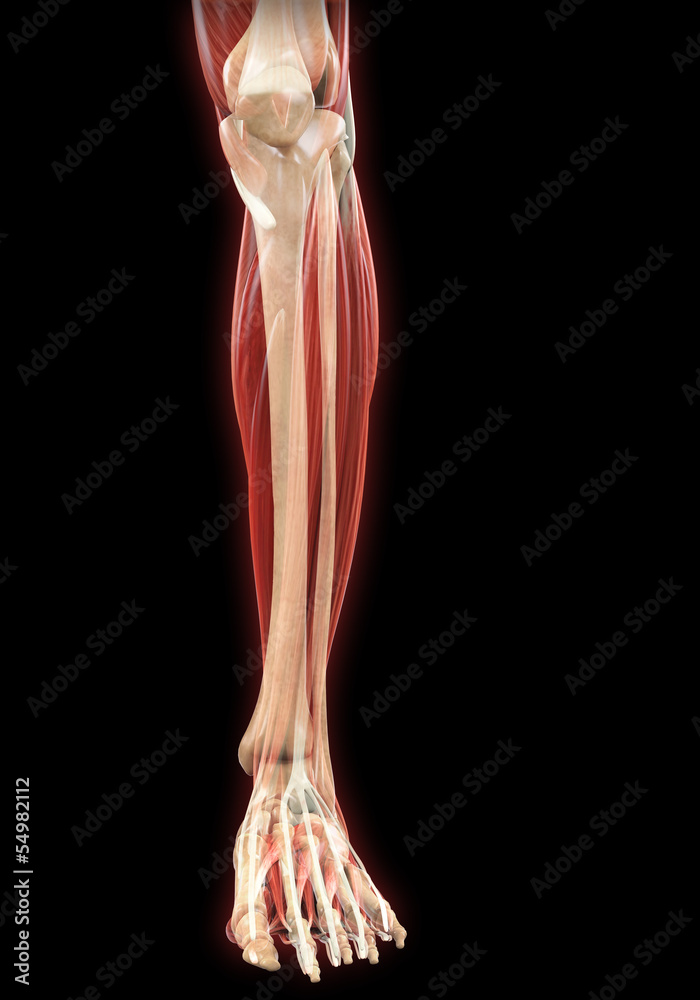 Lower Legs Muscles Anatomy Stock Illustration | Adobe Stock