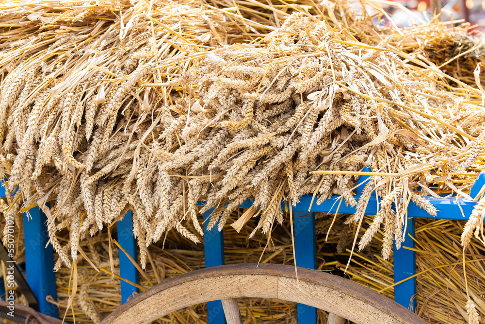 gerbe de blé moisson a l'ancienne Stock Photo | Adobe Stock