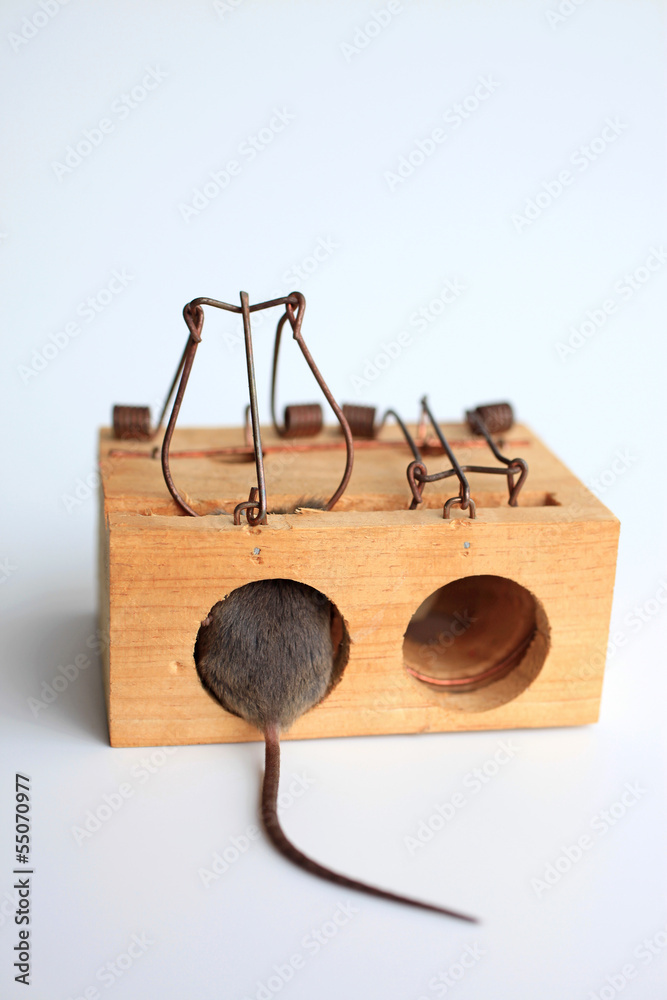 ratón ratonera atrapado 8545f Stock Photo | Adobe Stock