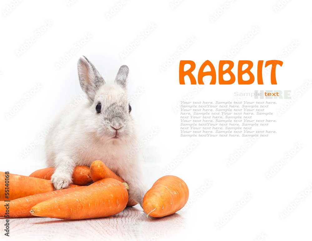 white rabbit and a carrot Stock Photo | Adobe Stock