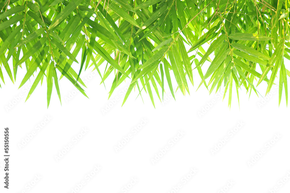 Bamboo leaf background - border design Stock Photo | Adobe Stock