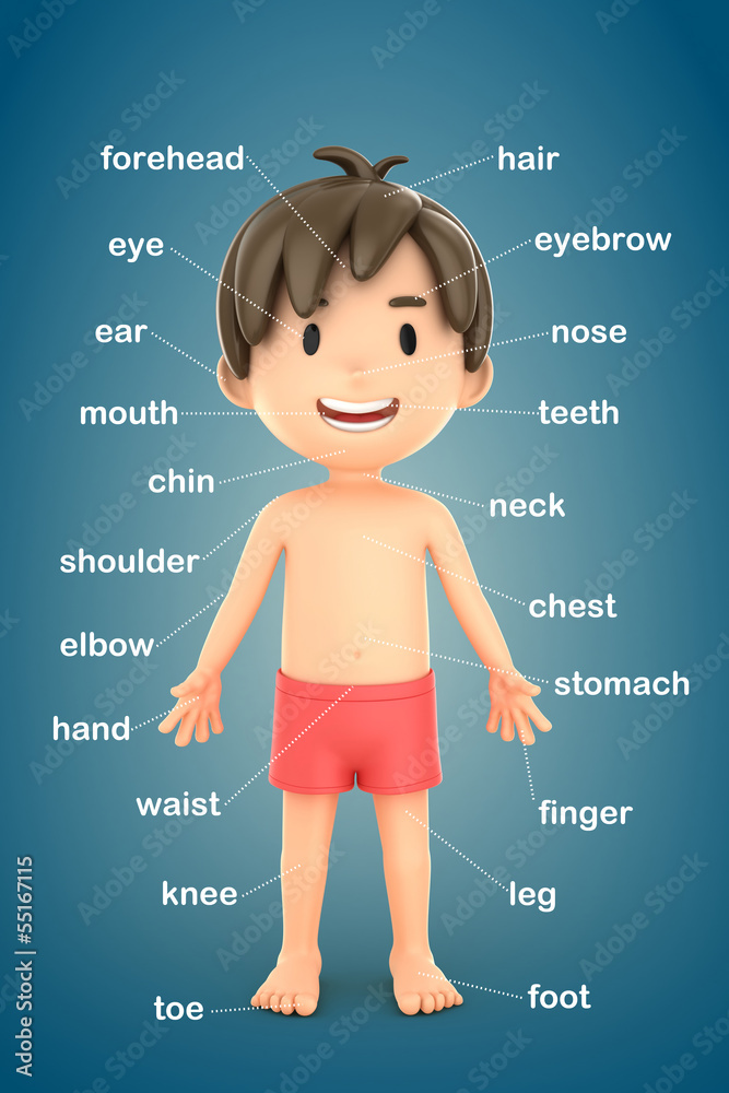 3d render of a boy showing parts of the body Stock Illustration | Adobe ...