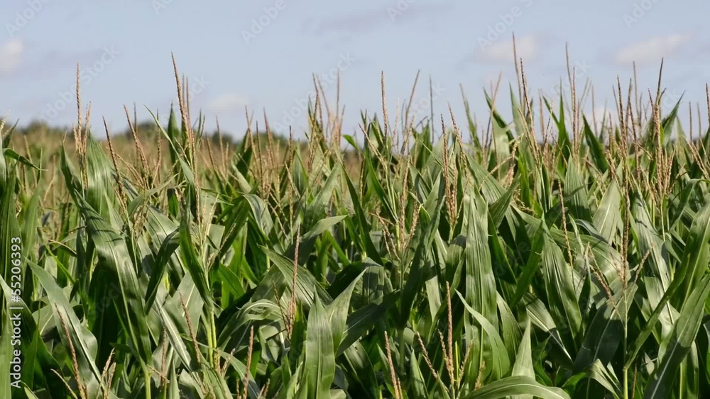 Mais Stock Video | Adobe Stock