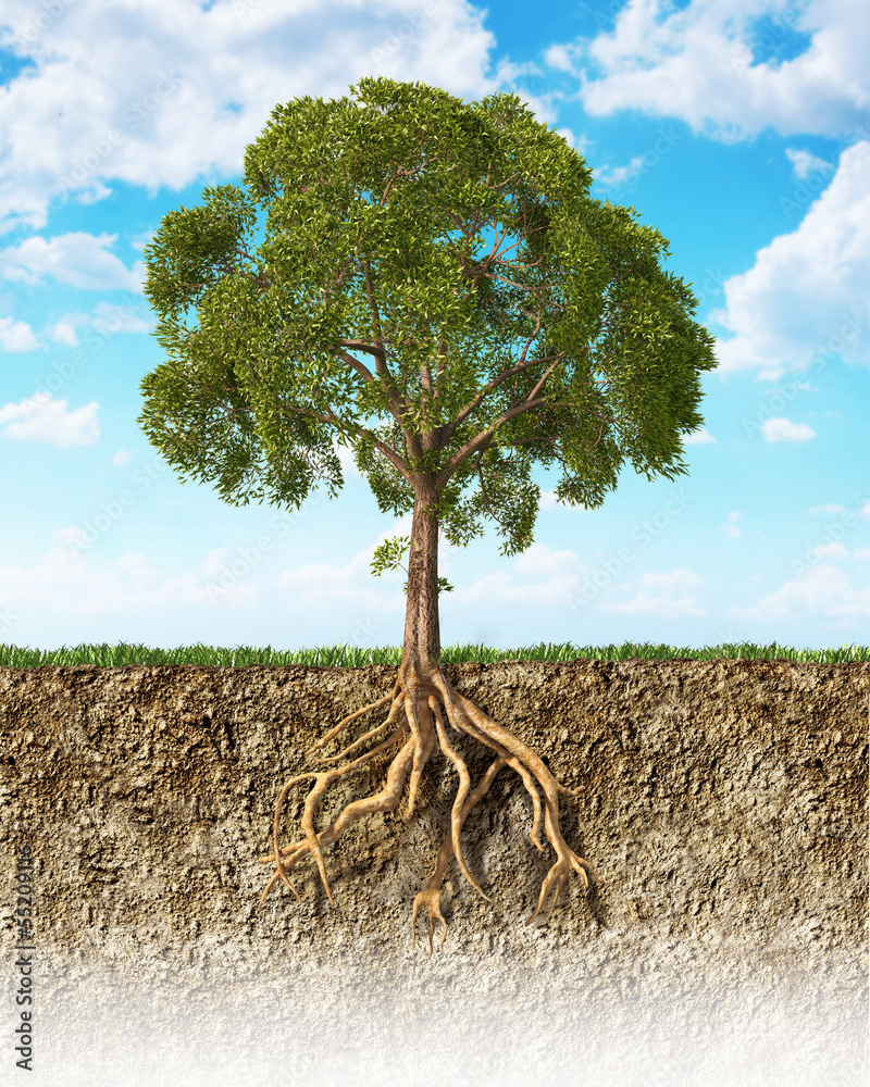 Cross section of soil showing a tree with its roots. ilustração do ...