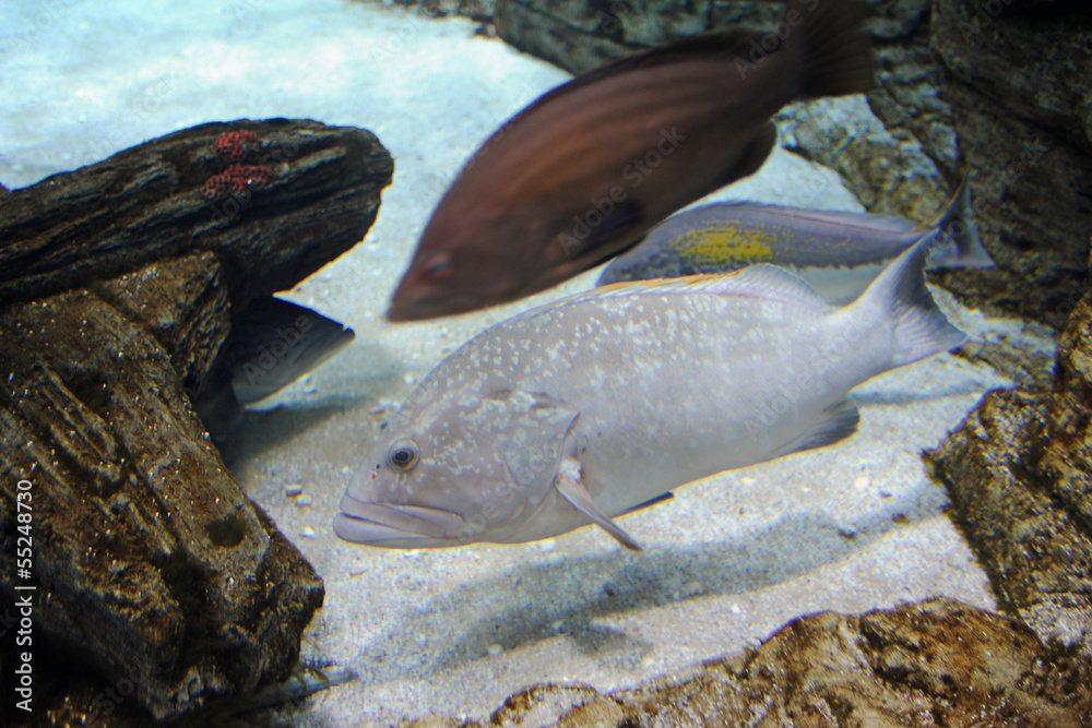 Mérou brun (Epinephelus marginatus) à l'aquarium de Colónia de S Stock ...