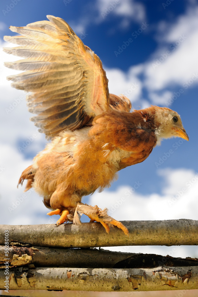 Chicken Walking on Wicker Fence with Wings Spread Stock Photo | Adobe Stock