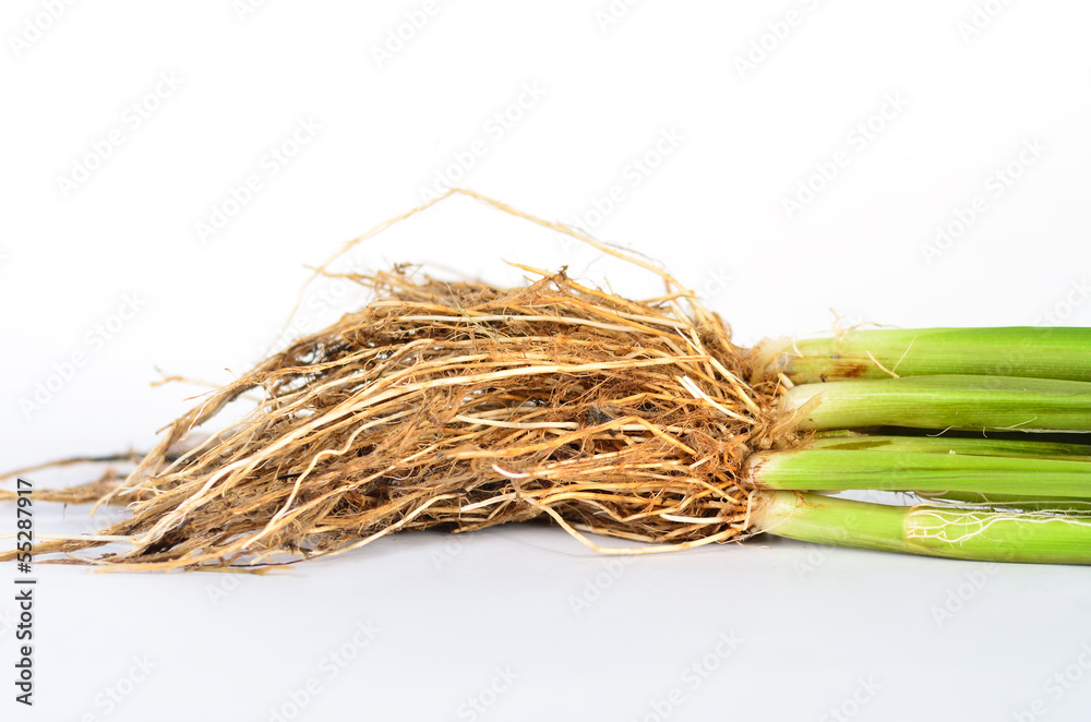 Root anatomy of Monocotyledon(Jasmine Rice) plant Stock Photo | Adobe Stock