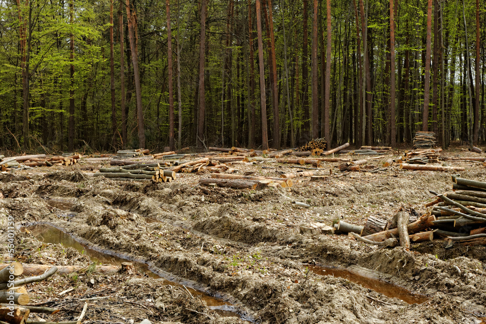 Deforestation and logging Stock Photo | Adobe Stock