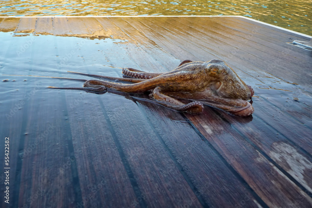 Baby octopus posed for a picture and then went back to the sea Stock ...