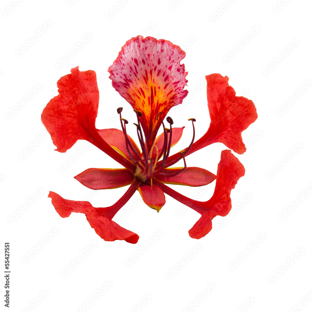 Fleur de flamboyant rouge Stock Photo | Adobe Stock