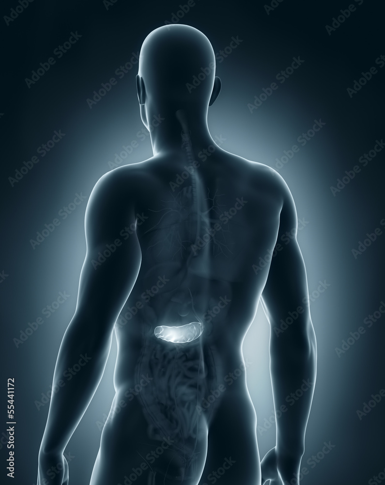 Male pancreas anatomy posterior view Stock Illustration | Adobe Stock