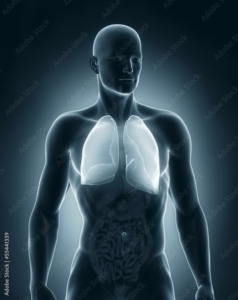 Man lungs anatomy anterior view Stock Illustration | Adobe Stock
