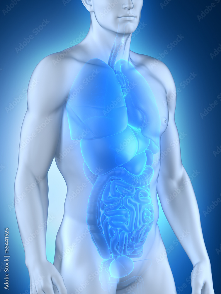 Male organs anatomy anterior view Stock Illustration | Adobe Stock