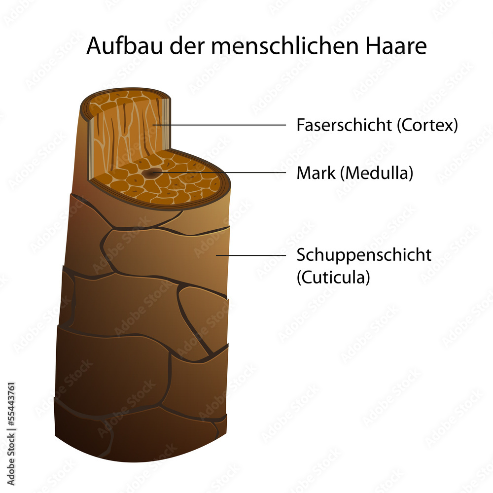 Aufbau der menschlichen Haare Stock-Vektorgrafik | Adobe Stock