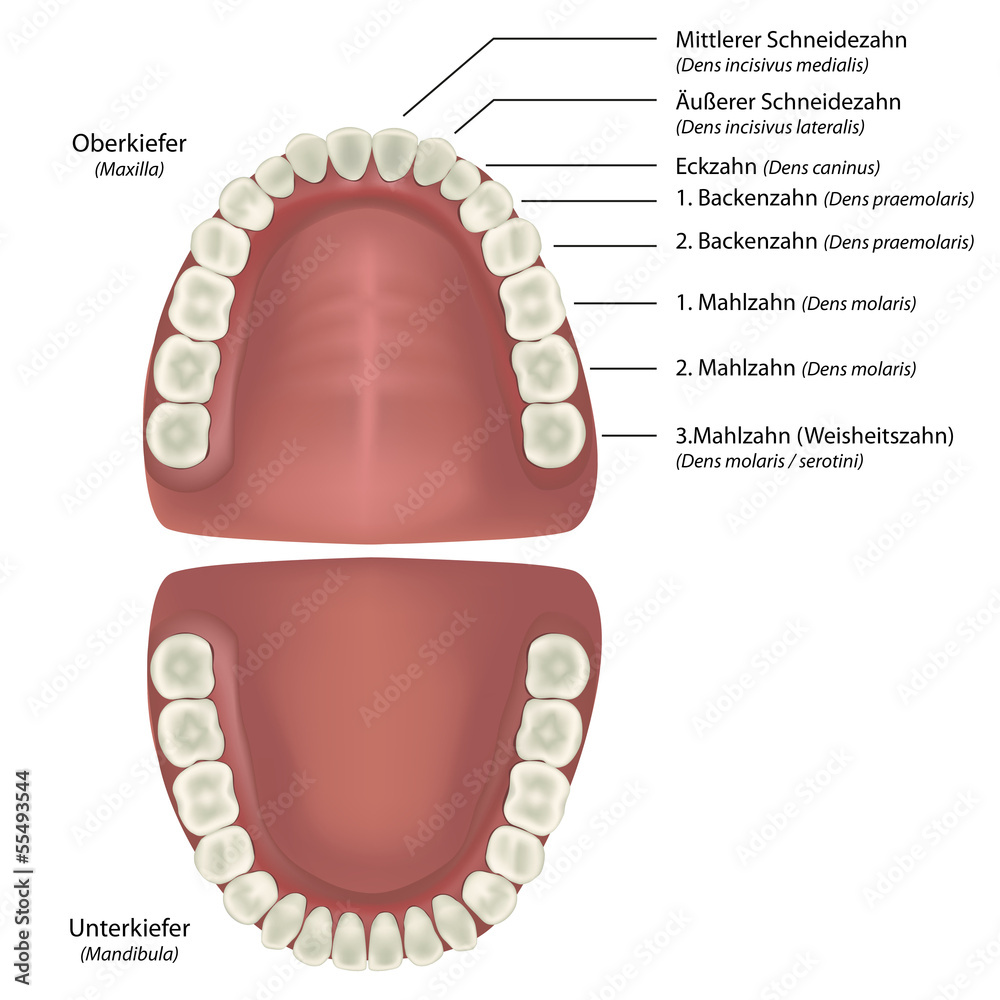 Aufbau menschliches Gebiss mit Beschreibung ,deutsch Stock Vector ...