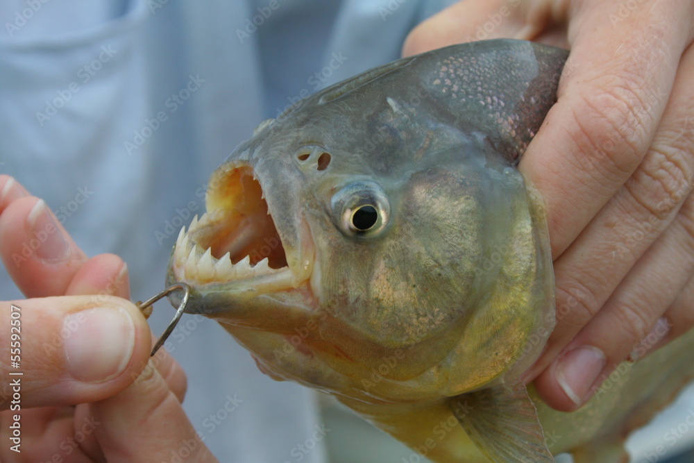 Pirania Stock Photo | Adobe Stock