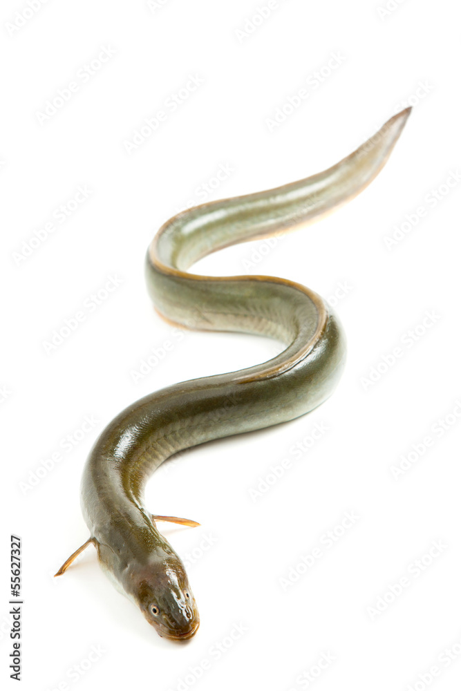 Aal Stock-Foto | Adobe Stock