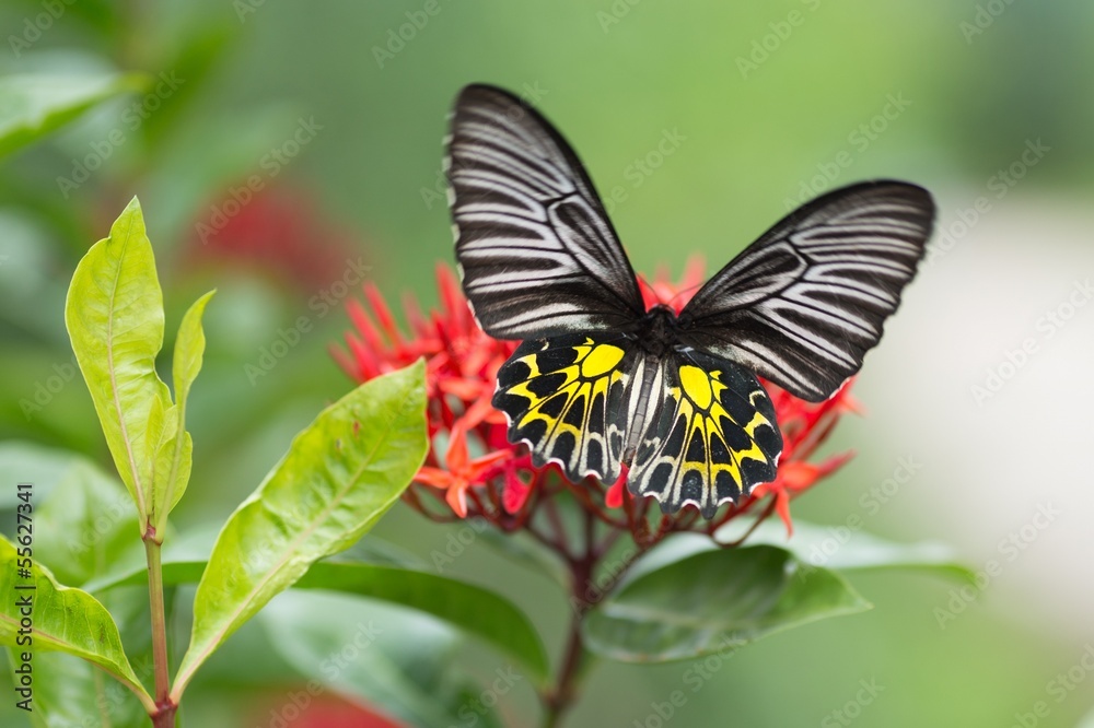 Golden birdwing butterfly Stock Photo | Adobe Stock