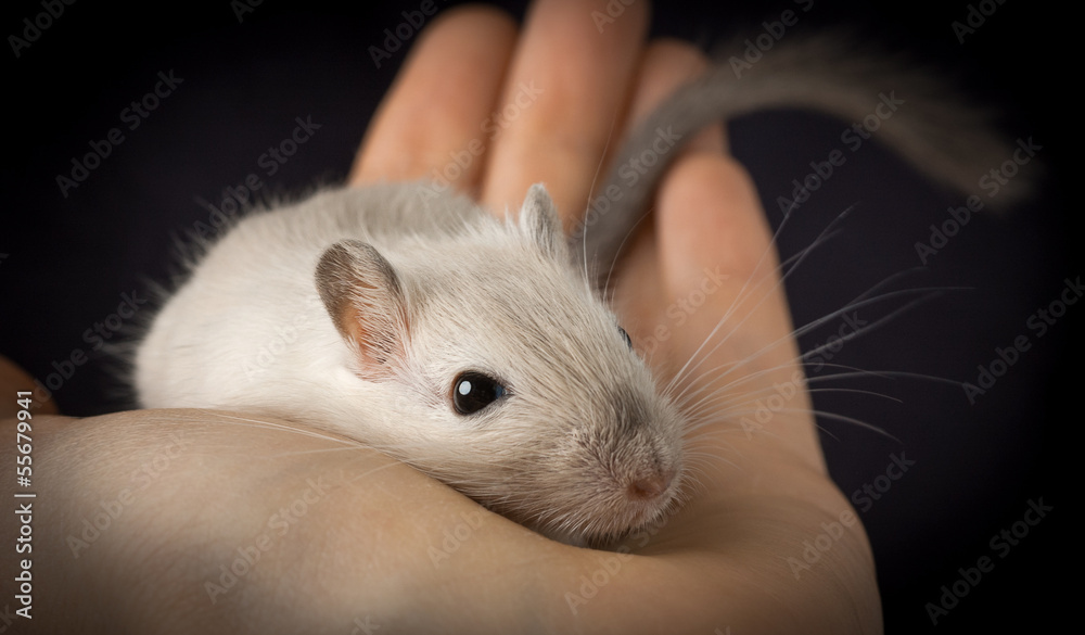 Cute mouse pet on a palm. Pet gerbil of siamese color lies in human ...