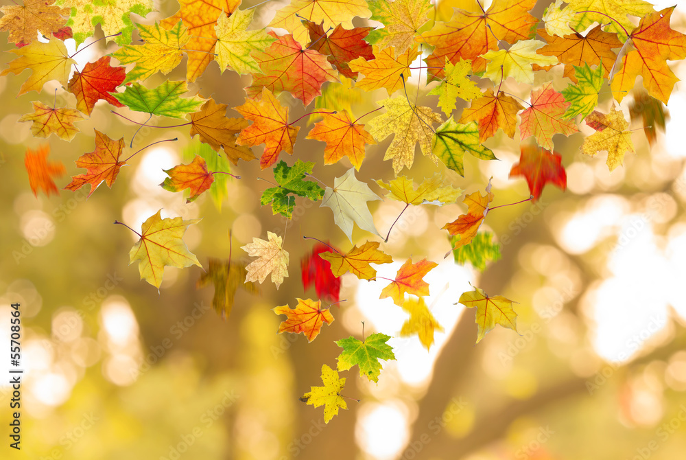 Autumn Leaves Falling Down