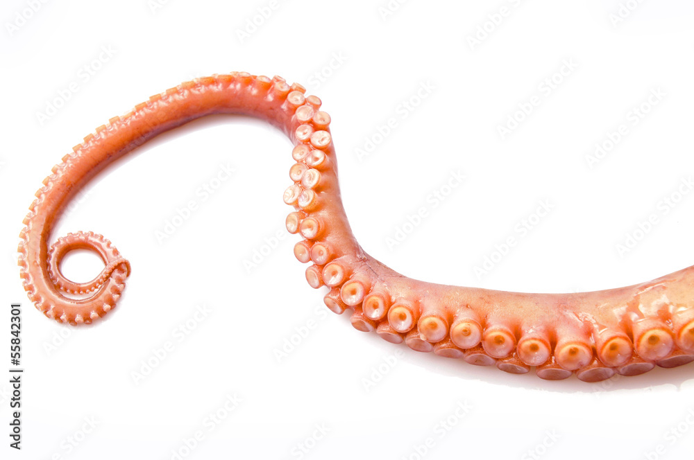 Octopus on white background Stock Photo | Adobe Stock