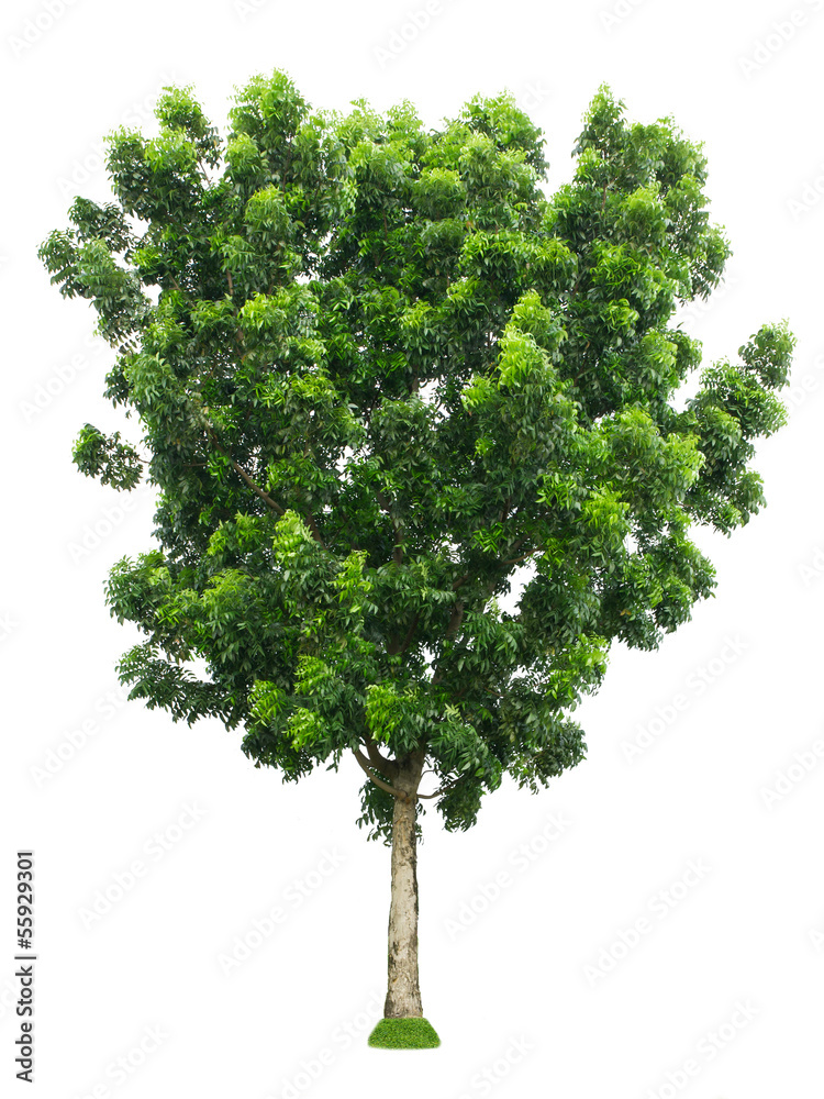 Tree isolated on white background Stock Photo | Adobe Stock