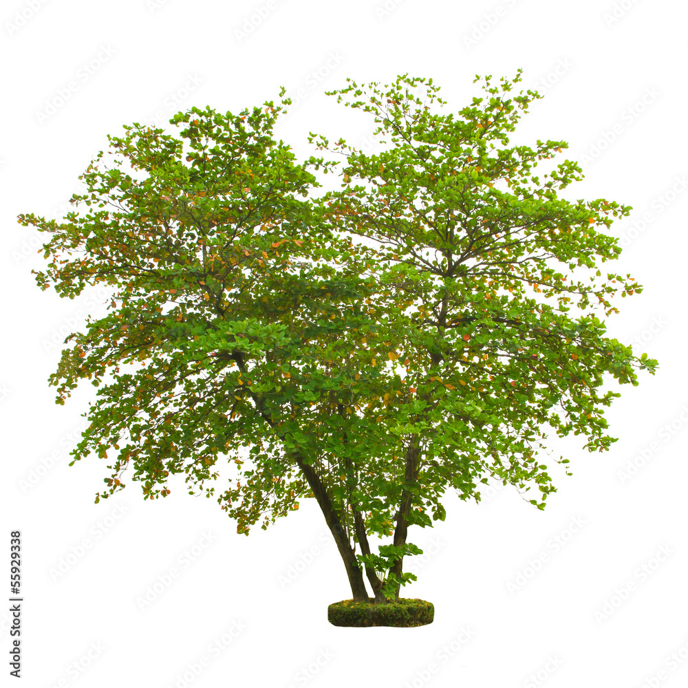 Tree isolated on white background with clipping path Stock Photo ...