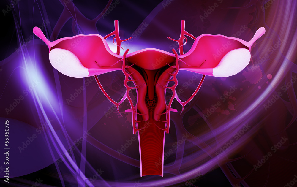 Female Reproductive System Stock Illustration Adobe Stock
