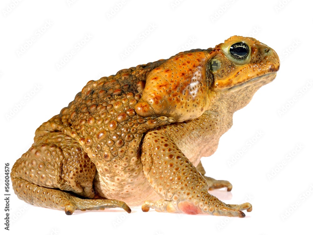 The cane toad (giant marine toad) Bufo marinus isolated on white Stock ...