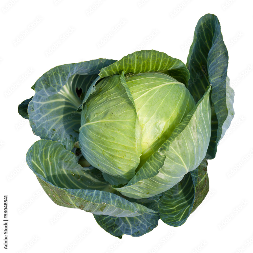 Weißkohl, freigestellt Stock-Foto | Adobe Stock