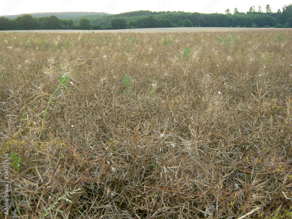 Reifer Raps mit Spinnweben Stock-Foto | Adobe Stock