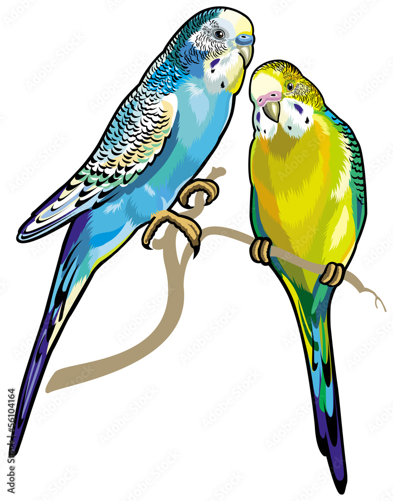 budgie Stock Vector | Adobe Stock